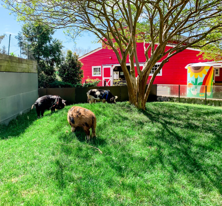 Family Day Trip to the Virginia Zoo in Norfolk - Itinerary & Tips