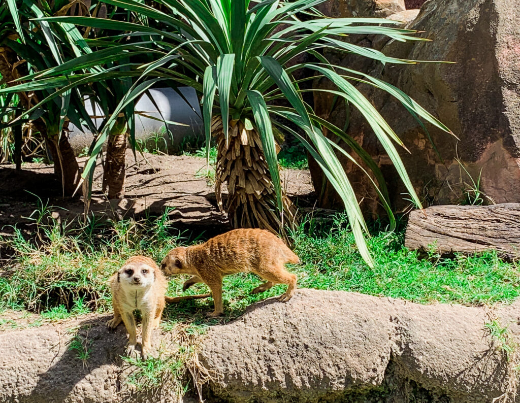 Family Day Trip to the Virginia Zoo in Norfolk - Itinerary & Tips