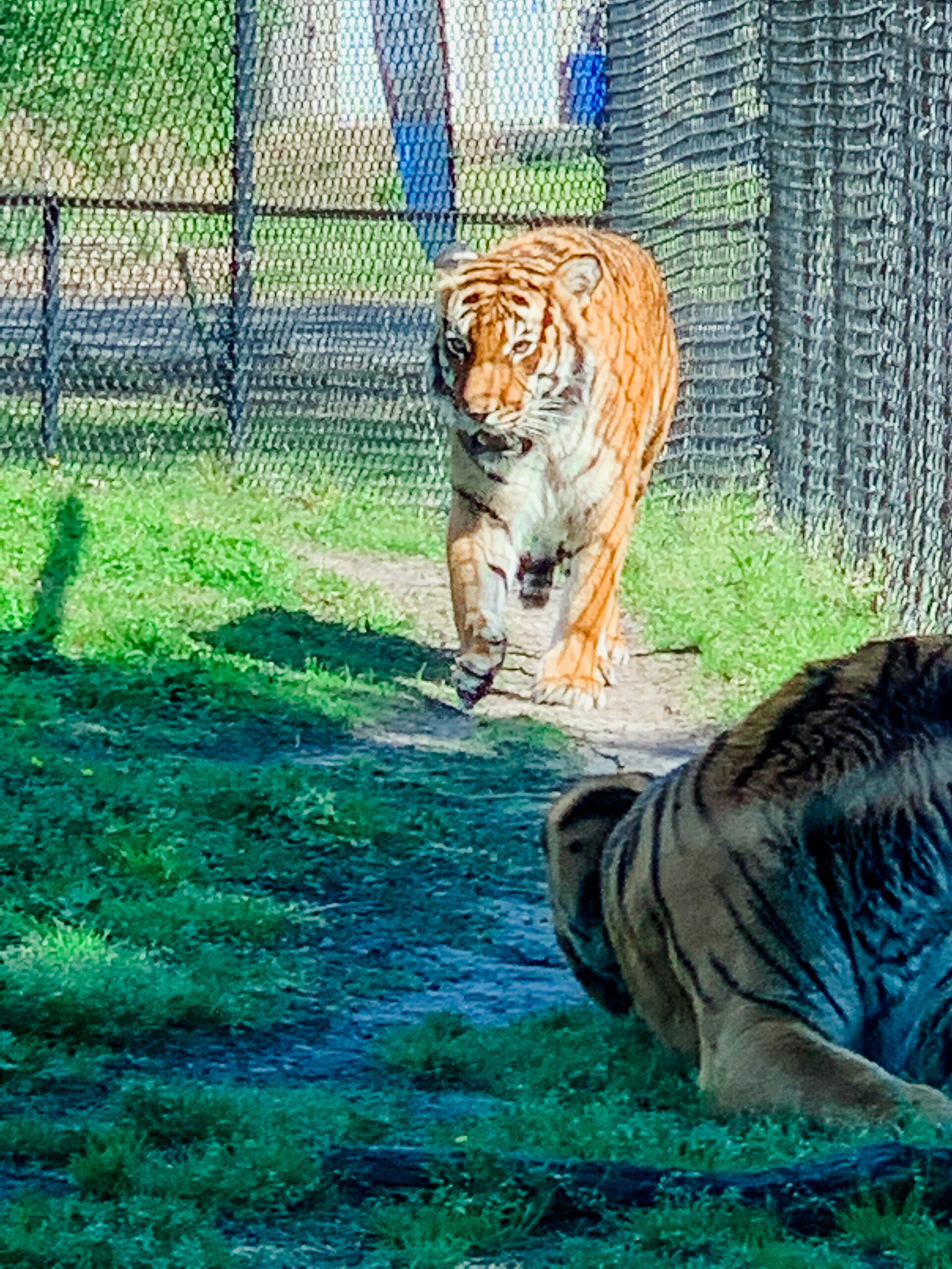 Family Day Trip to the Virginia Zoo in Norfolk - Itinerary & Tips