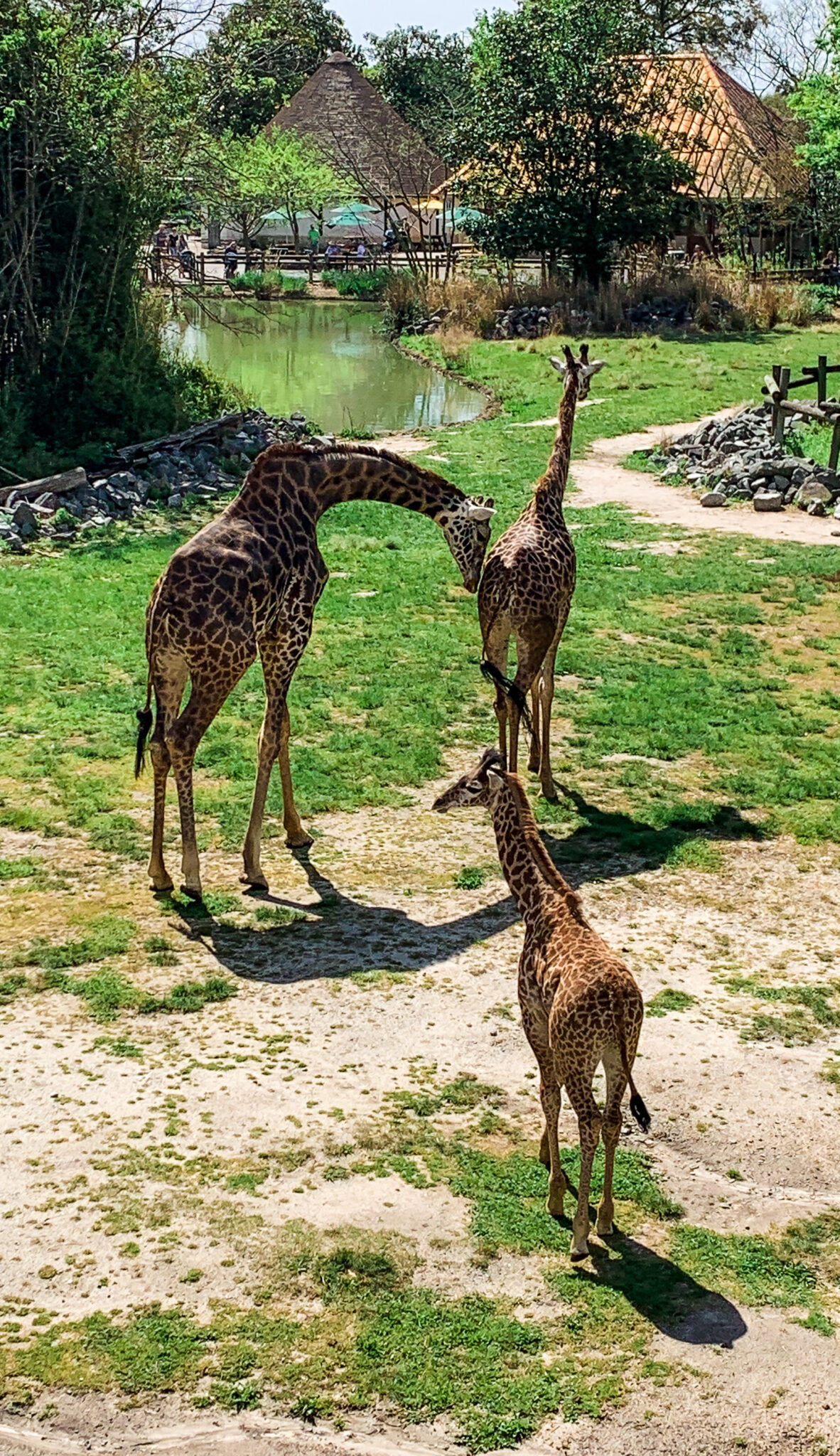 Family Day Trip to the Virginia Zoo in Norfolk - Itinerary & Tips