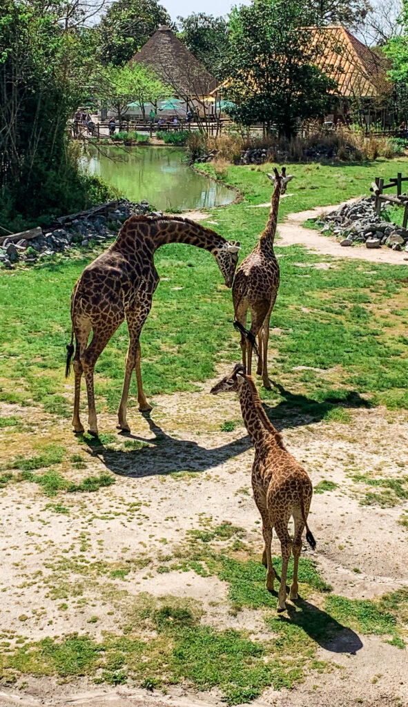 Family Day Trip to the Virginia Zoo in Norfolk - Itinerary & Tips