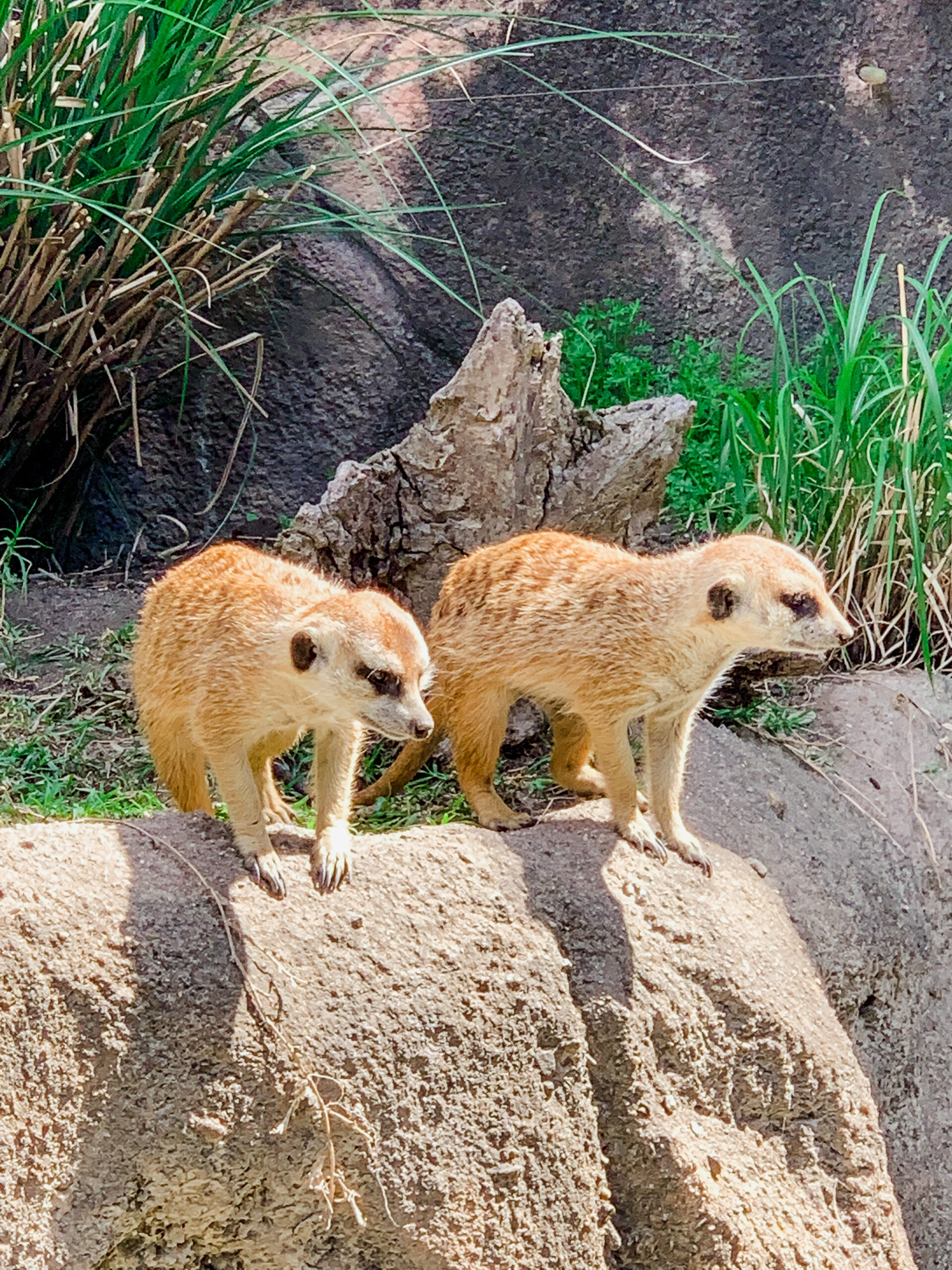 Family Day Trip to the Virginia Zoo in Norfolk - Itinerary & Tips